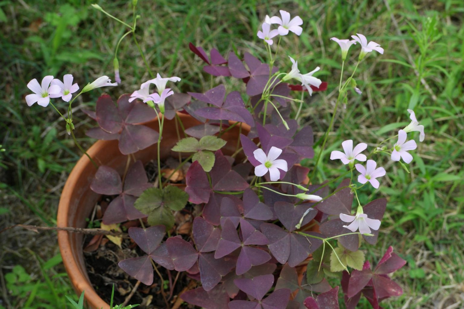 Oxalis triangularis