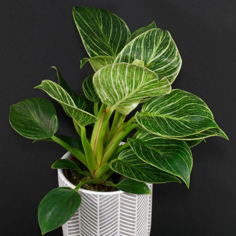 Philodendron "Birkin"