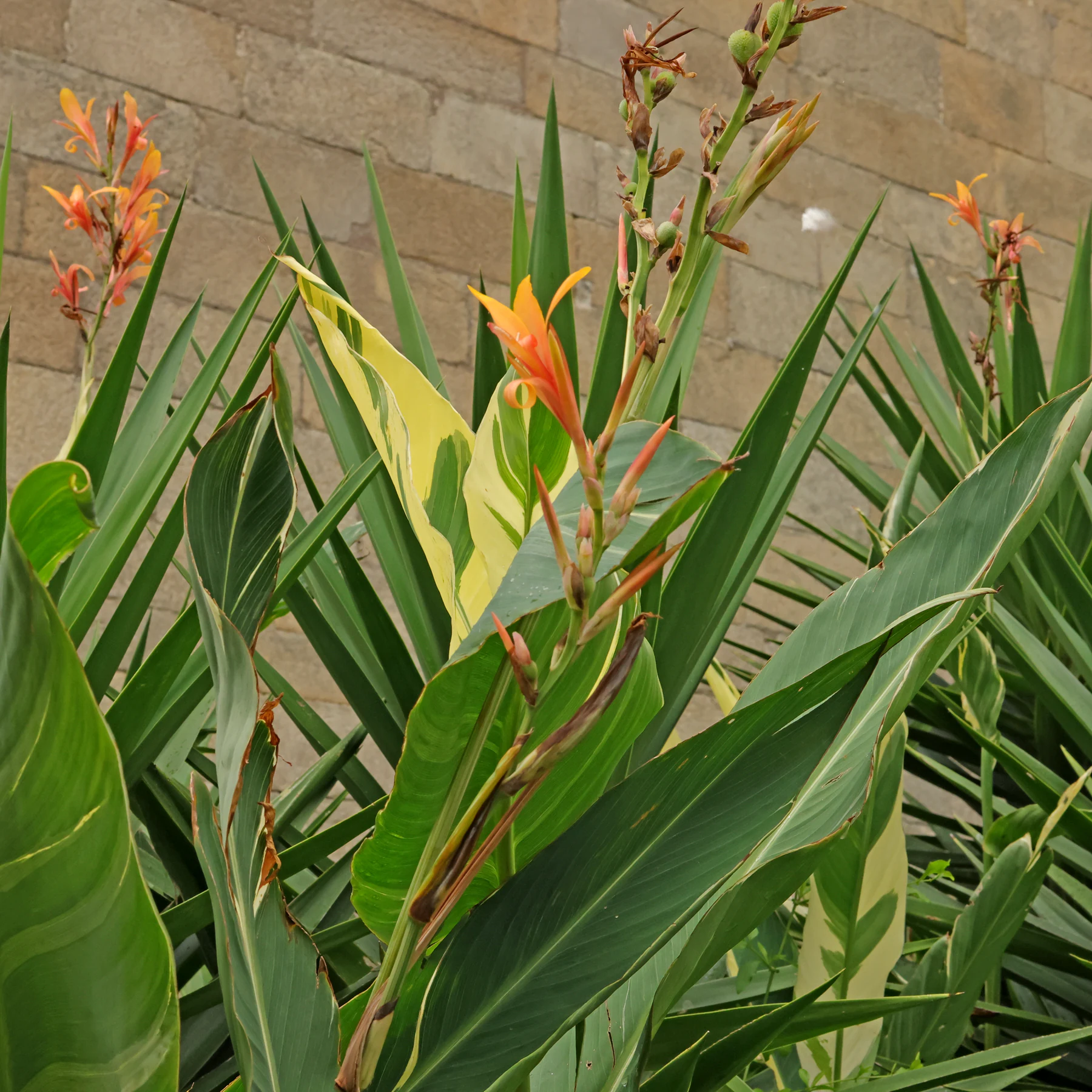 Achira / Canna × hybrida Stuttgart