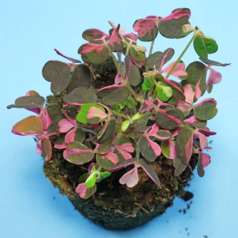 Oxalis triangularis ssp. papilionacea